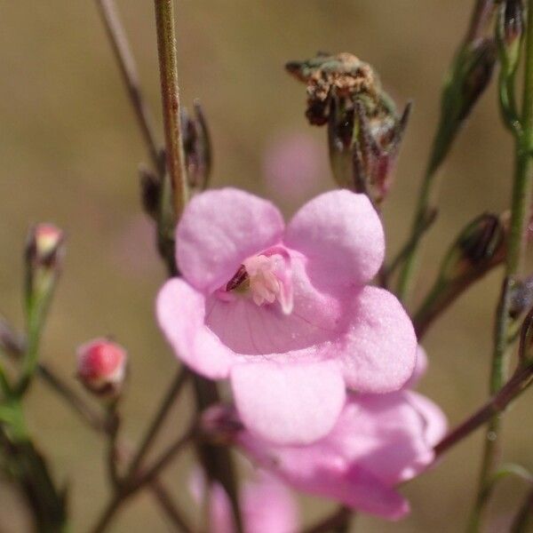 Micrargeria Filiformis Plant Care & How to Grow, Water