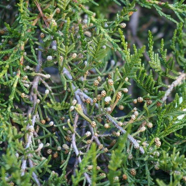 Creeping Pine (Microcachrys Tetragona) Care Guide: Water, Soil ...