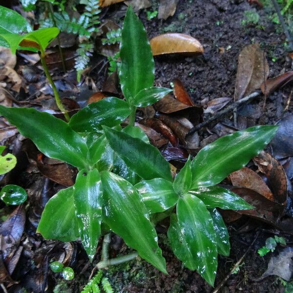 Cuban False Helmetorchid (Microchilus Hirtellus) Plant Care & How to ...