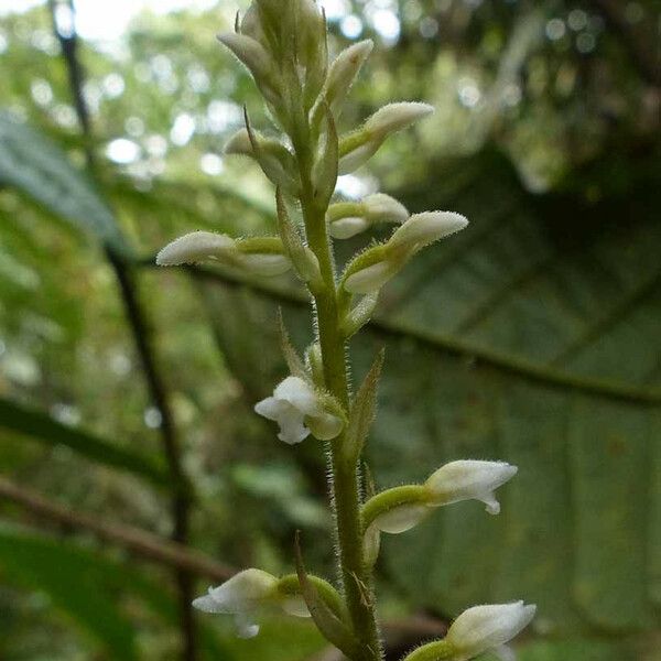 Caribbean False Helmet Orchid (Microchilus Plantagineus) Care Guide ...