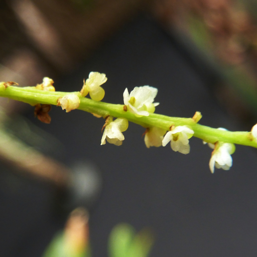 Rope Orchid (Microcoelia Exilis) Care Guide: Water, Soil & Propagation ...