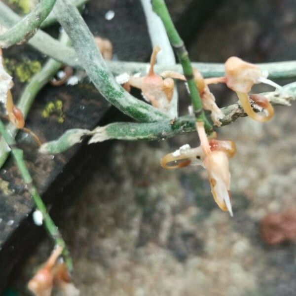 Microcoelia Macrorrhynchia Plant Care & How to Grow, Water