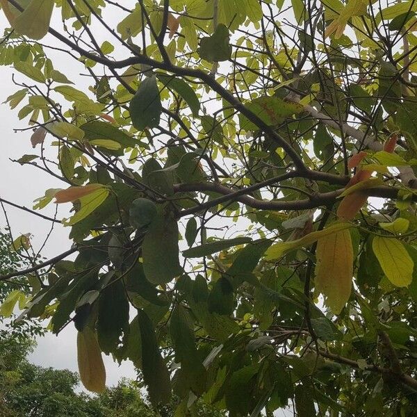 Microcos Tomentosa Plant Care & How to Grow, Water