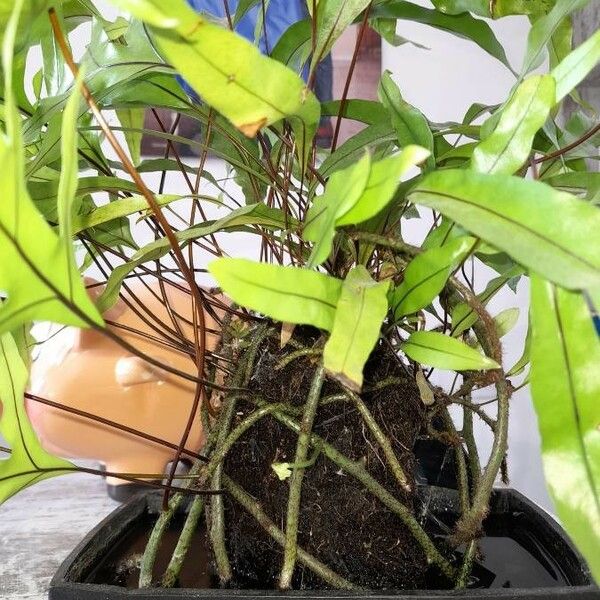 Microgramma Nitida Plant Care & How to Grow, Water