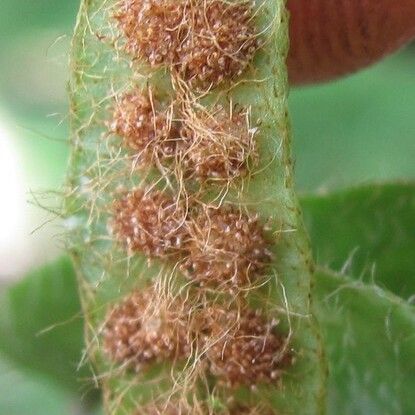 Microgramma Tecta Care Guide: Water, Soil & Propagation - Plantiary