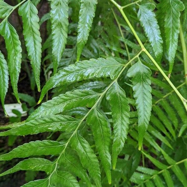 Plate Fern (Microlepia Platyphylla) Care Guide: Water, Soil ...