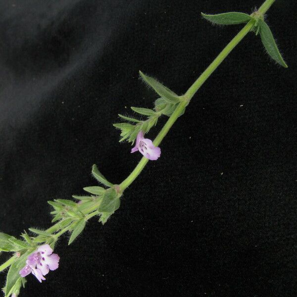 Lemon Savory (Micromeria Biflora) Plant Care & How to Grow, Water