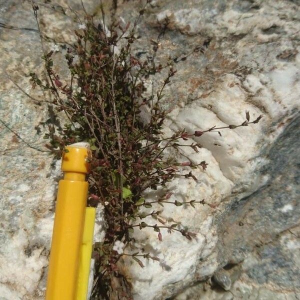 Micromeria Filiformis Plant Care & How to Grow, Water