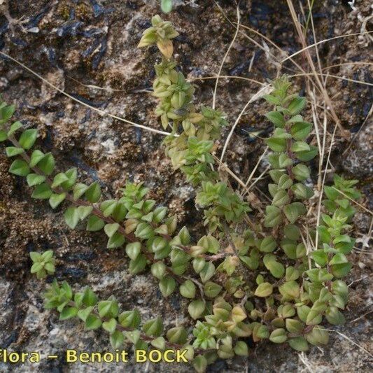 Cape Verde Island Whitweed (Micromeria Forbesii) Plant Care & How to ...