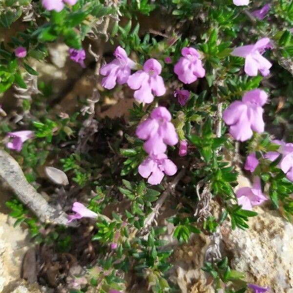 Scentless Whitweed (Micromeria Inodora) Plant Care & How to Grow, Water