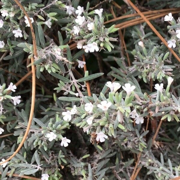 Micromeria Tenuis Plant Care & How to Grow, Water