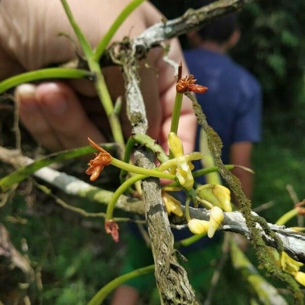 Micropera Pallida Plant Care & How to Grow, Water