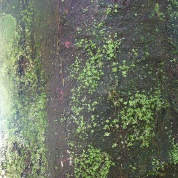 Micropholis Cayennensis Plant Care & How to Grow, Water