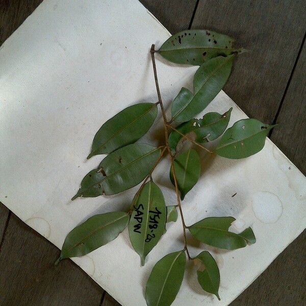 Micropholis Egensis Plant Care & How to Grow, Water