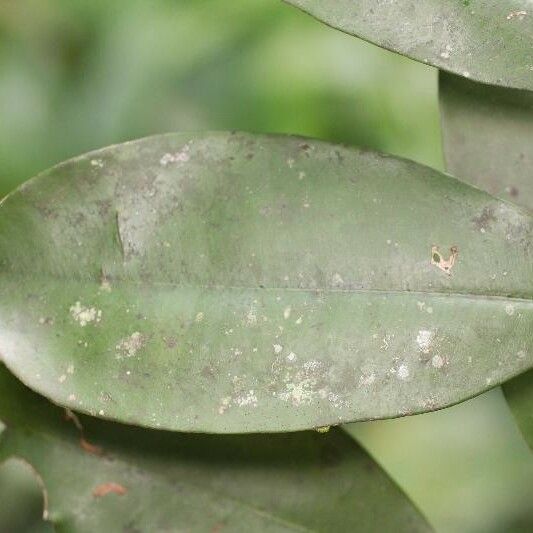 Wild Balata (Micropholis Guyanensis) Plant Care & How to Grow, Water