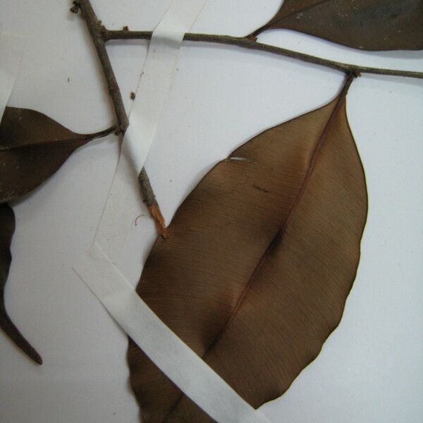 Micropholis Longipedicellata Plant Care & How to Grow, Water