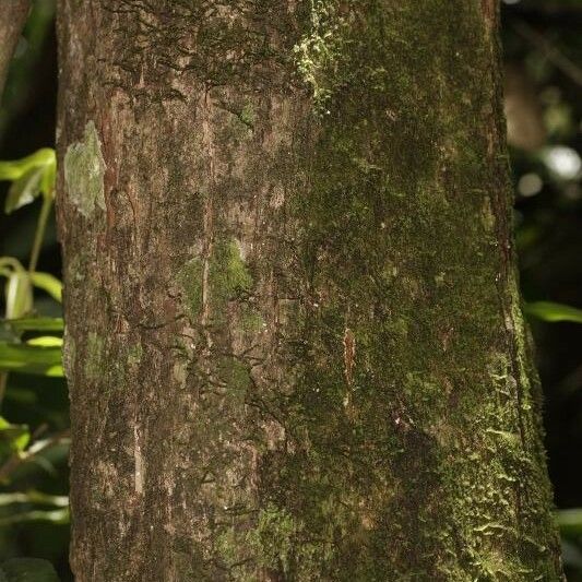 Shell Ginger (Alpinia Zerumbet) Plant Care & How to Grow, Water
