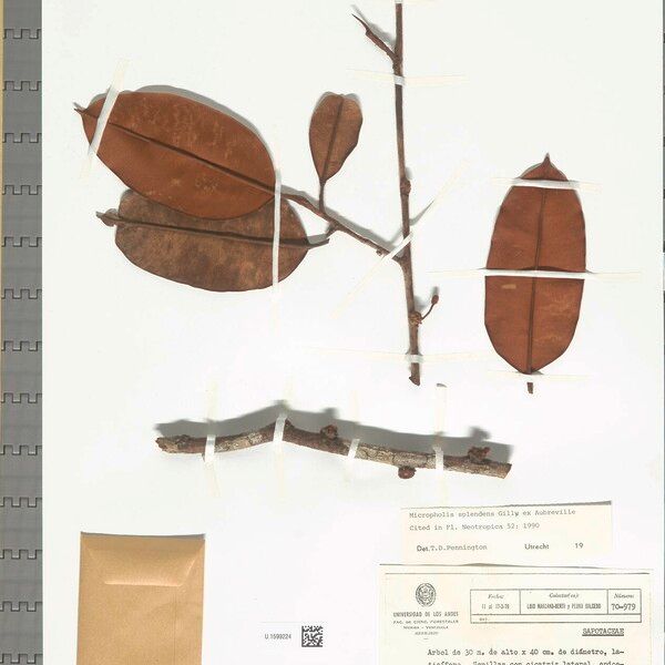 Micropholis Splendens Plant Care & How to Grow, Water