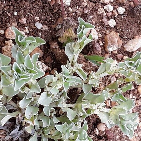 Trailing Micropus (Micropus Supinus) Plant Care & How to Grow, Water