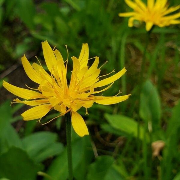 Northern Microseris (Microseris Borealis) Care Guide: Water, Soil ...