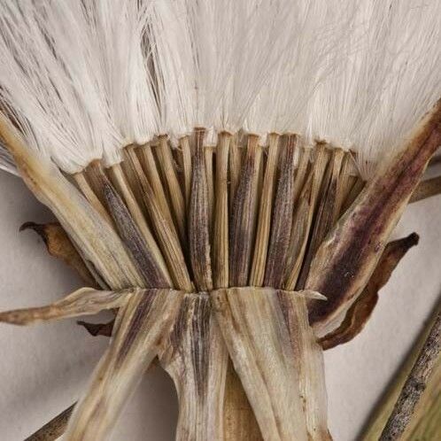 Microseris Cuspidata Plant Care & How to Grow, Water