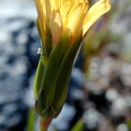 Douglas' Silverpuffs (Microseris Douglasii) Care Guide: Water, Soil ...