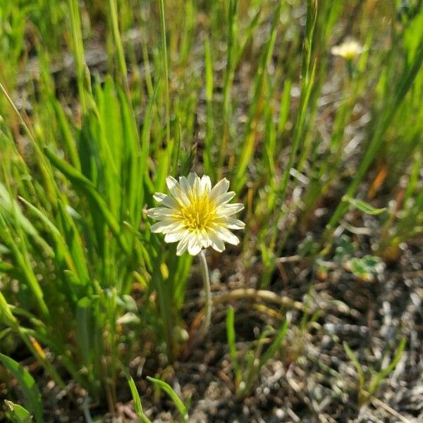 Grassland Silverpuffs (Microseris Heterocarpa) Care Guide: Water, Soil ...