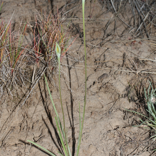 Nodding Microseris (Microseris Nutans) Care Guide: Water, Soil ...
