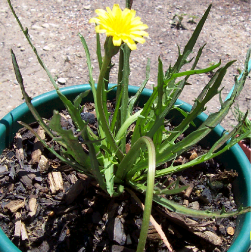 Native Dandelion (Microseris Scapigera) Care Guide: Water, Soil ...