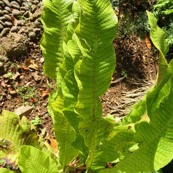 Crocodile Fern (Microsorum Musifolium) Plant Care & How to Grow, Water