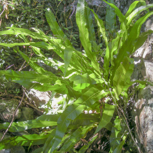 Fishtail Fern (Microsorum Punctatum) Plant Care & How to Grow, Water
