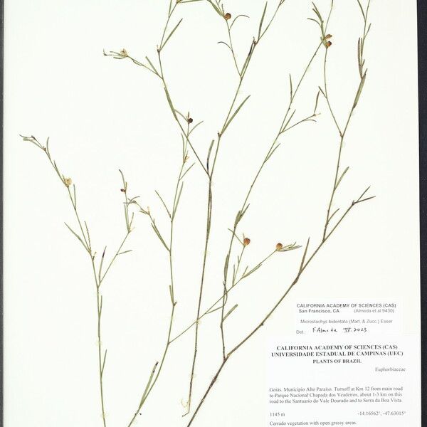 Microstachys Bidentata Plant Care & How to Grow, Water