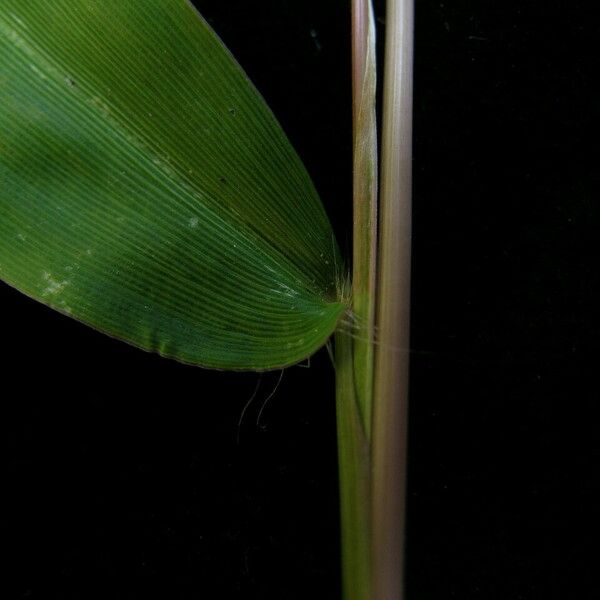 Bundled Browntop Grass (Microstegium Fasciculatum) Care Guide: Water ...