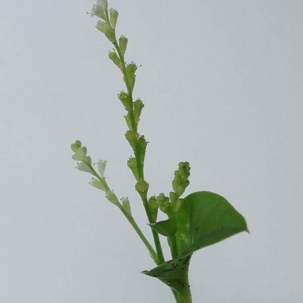 Weak Jumby-Pepper (Microtea Debilis) Plant Care & How to Grow, Water
