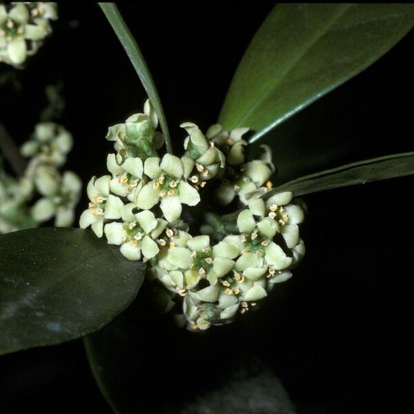 Microtropis Japonica Care Guide: Water, Soil & Propagation - Plantiary