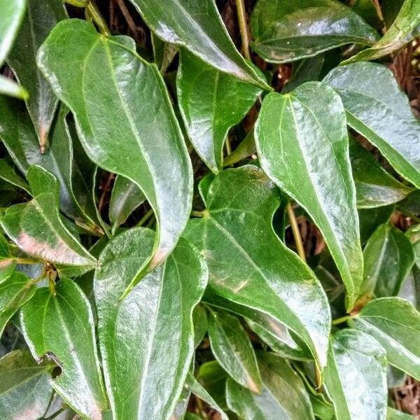 Guaco (Mikania Guaco) Plant Care & How to Grow, Water