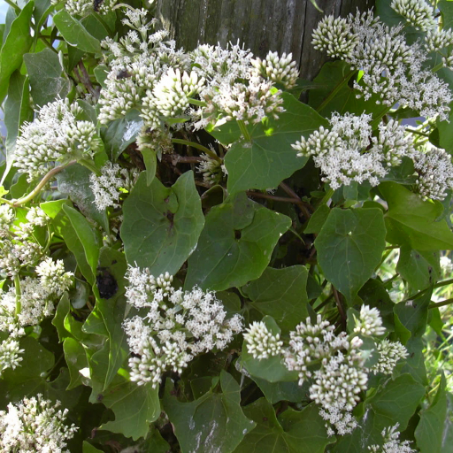 Climbing Hempvine (Mikania Scandens) Plant Care & How to Grow, Water