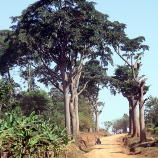 African Teak (Milicia Excelsa) Plant Care & How to Grow, Water