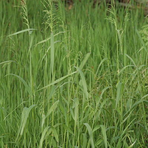 Wood Millet (Milium Effusum) Care Guide: Water, Soil & Propagation ...