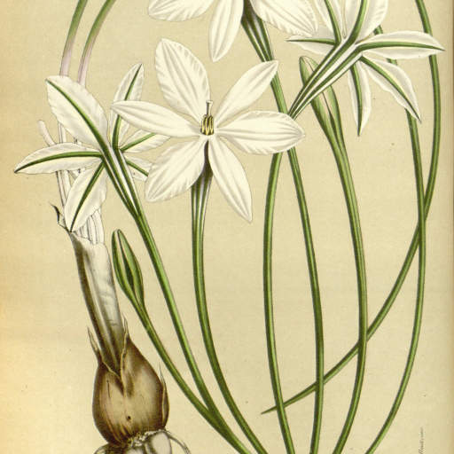 Mexican Star (Milla Biflora) Plant Care & How to Grow, Water