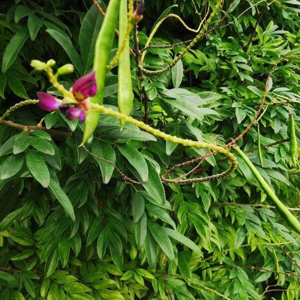 Millettia Japonica Plant Care & How to Grow, Water