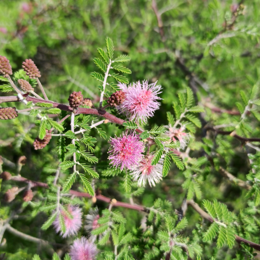 Catclaw Mimosa (Mimosa Aculeaticarpa) Plant Care & How to Grow, Water