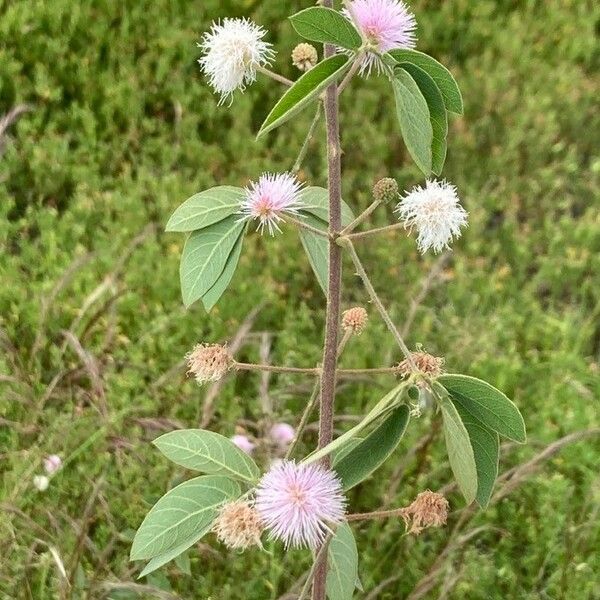 Mimosa Albida Plant Care & How to Grow, Water