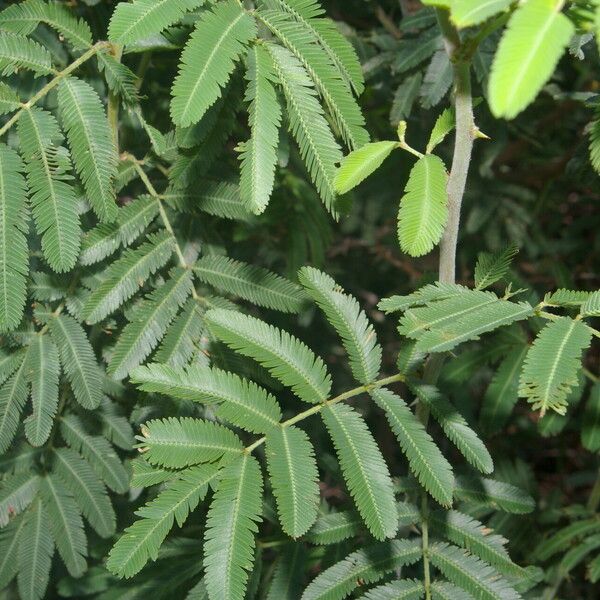 Mimosa Asperata Plant Care & How to Grow, Water