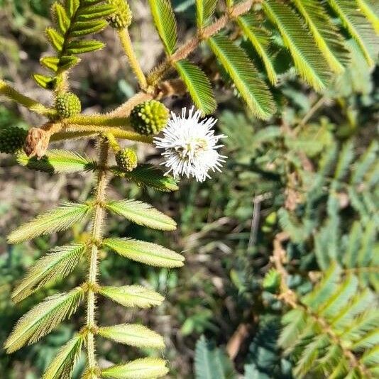 Bimucronate Mimosa (Mimosa Bimucronata) Plant Care & How to Grow, Water