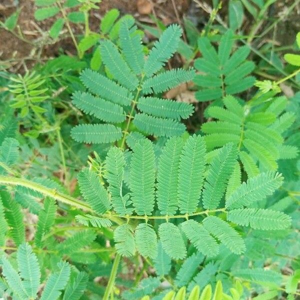 Fourvalve Mimosa (Mimosa Candollei) Plant Care & How to Grow, Water