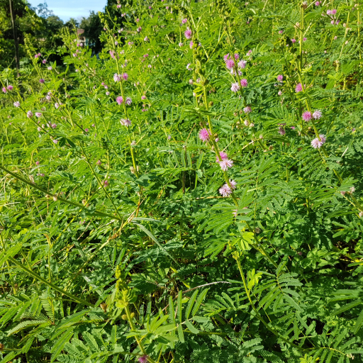 Giant Sensitive (Mimosa Diplotricha) Plant Care & How to Grow, Water