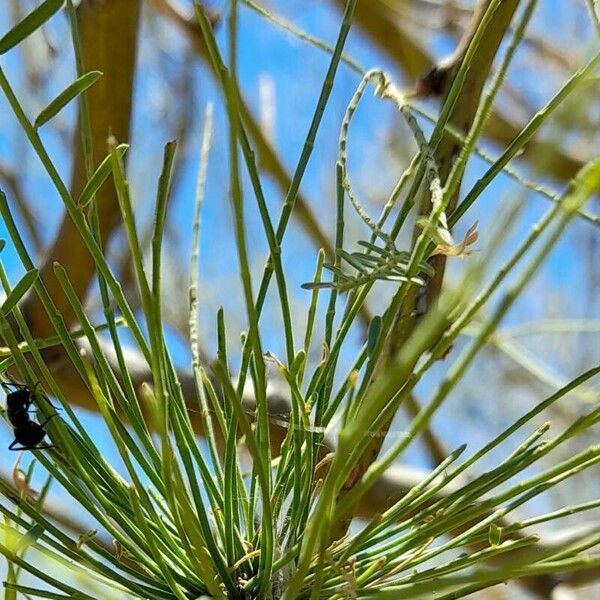 Mimosa Ephedroides Care Guide: Water, Soil & Propagation - Plantiary