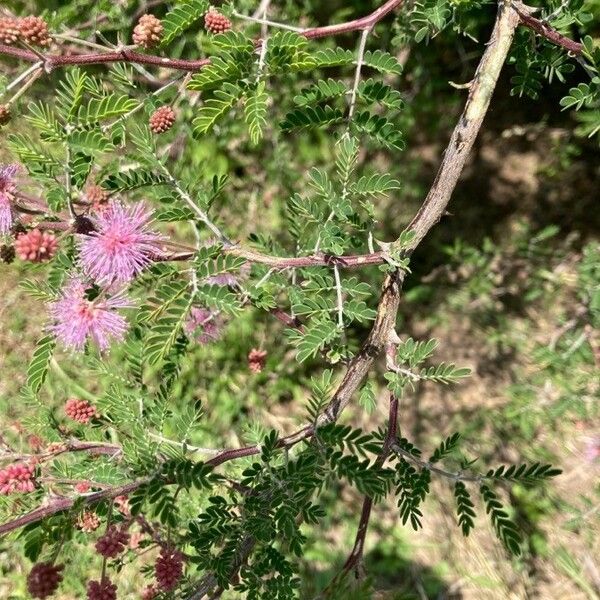 Catclaw (Mimosa Monancistra) Plant Care & How to Grow, Water