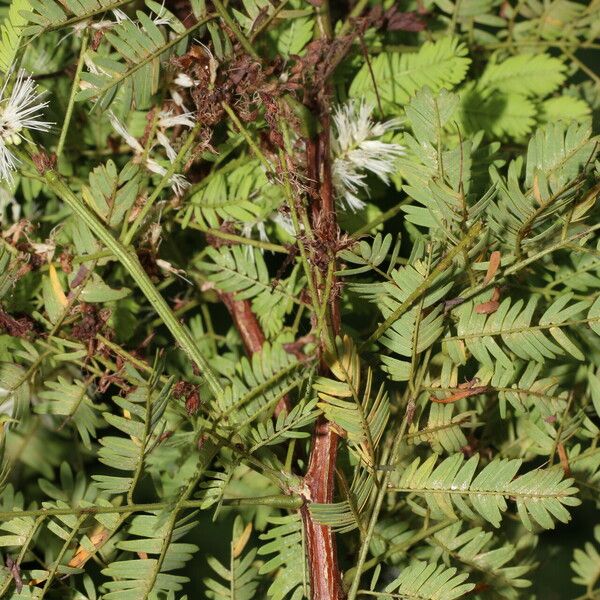 Mimosa Platycarpa Care Guide: Water, Soil & Propagation - Plantiary